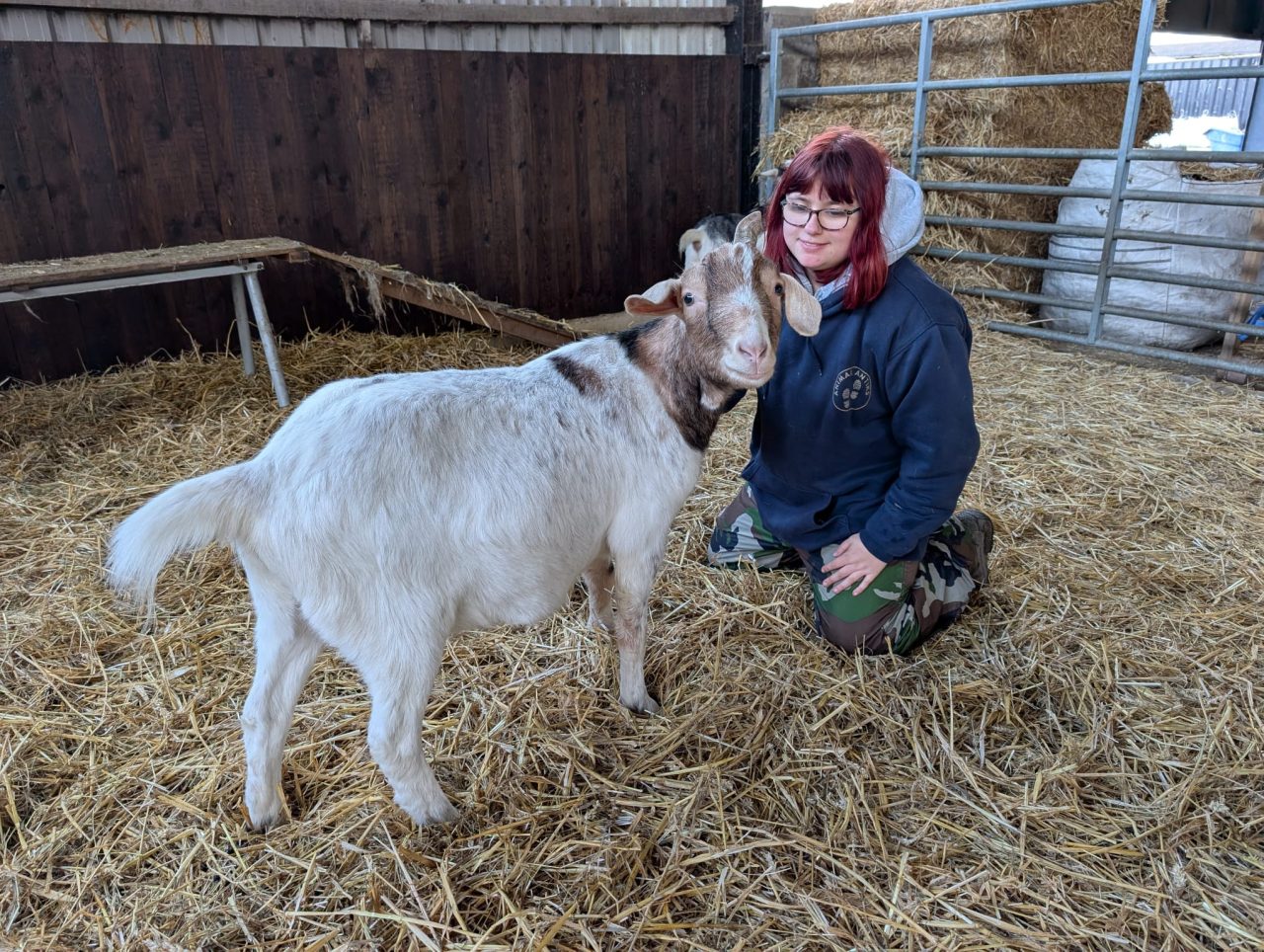 Education | Animal Antiks